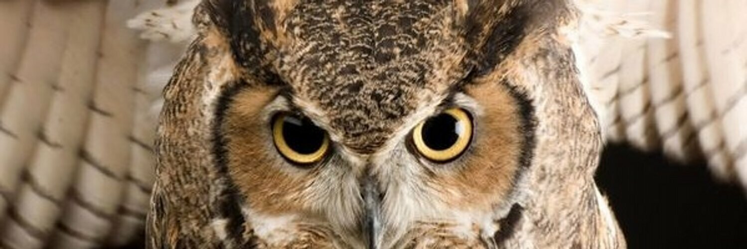 Nassim Nicholas Taleb (@nntaleb@forall.social) - forall.social